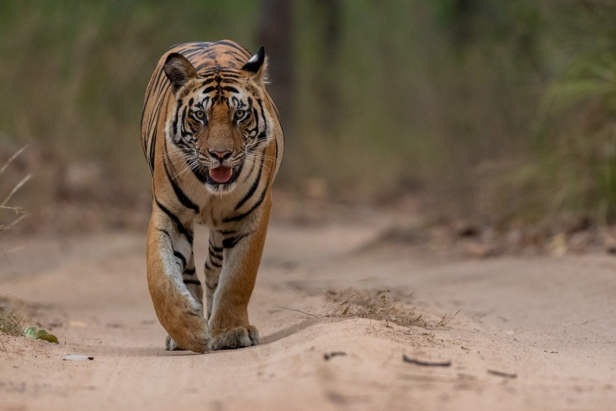Tiger conservation in Eastern Himalayas gets a boost as Sikkim enhances ...