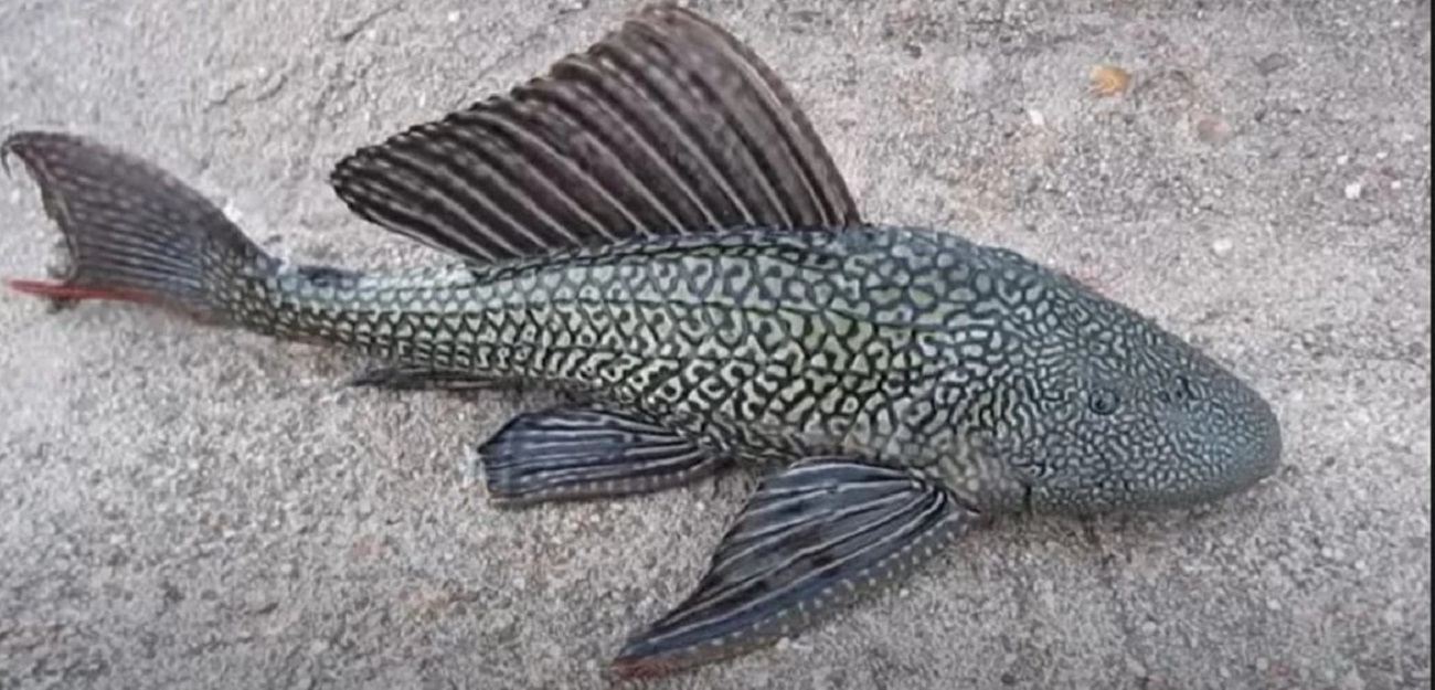 In the Bahini River in Guwahati, the Crocodile Catfish has been ...