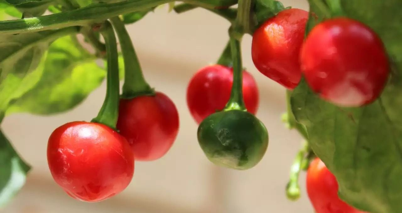 The GI-tagged Dalle Chilli from Sikkim exported to the Solomon Islands ...