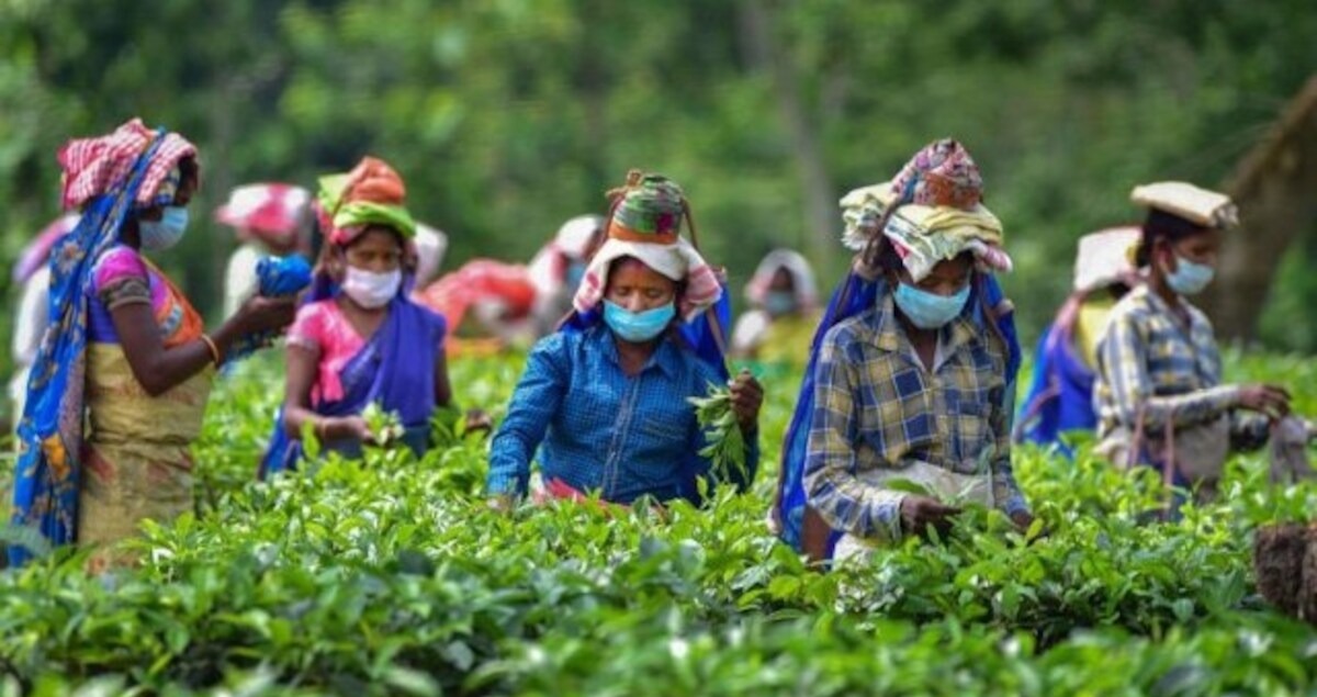 Attabarie Tea Estate was named the Best Black CTC Tea in the World ...