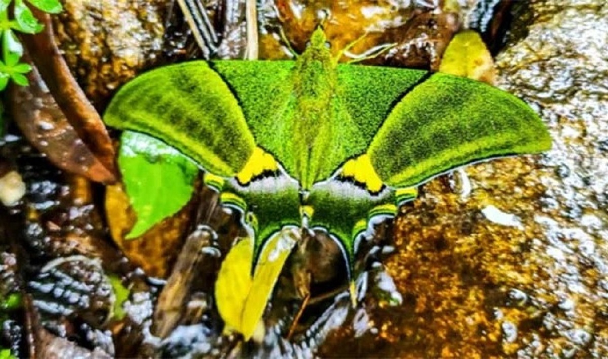 India’s first live photo of female Kaiser-i-Hind butterfly captured in ...