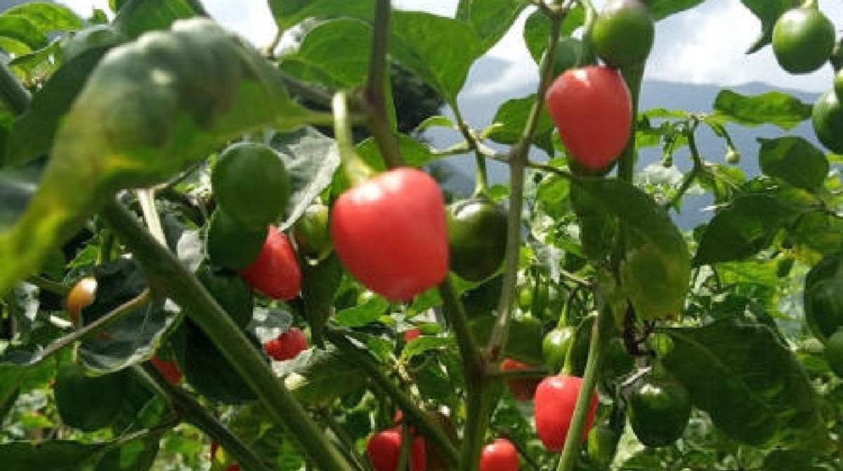 The state’s fiery “Dalle Khursani” is cultivated by Sikkim’s Dzongu ...