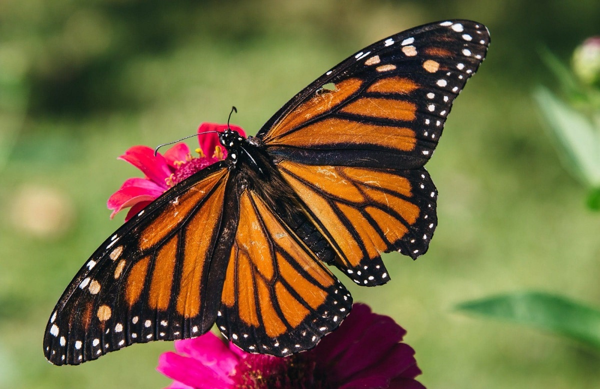 India is represented at the first Bhutan Butterfly Meet by Sikkim’s ...