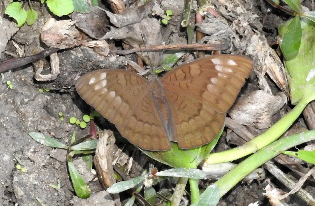 After six years, a rare barren butterfly was spotted in Dzongu, Sikkim ...