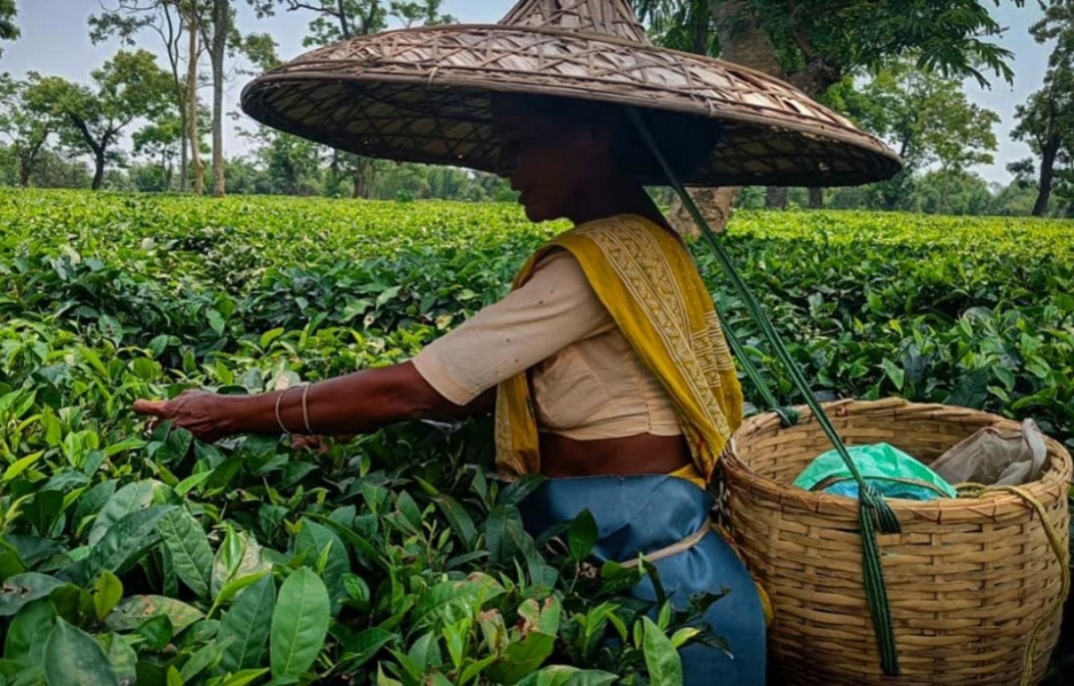 Soren to Send Special Team to Assam as Tea Garden Adivasis Raise Issues of Wages, Land Rights ...