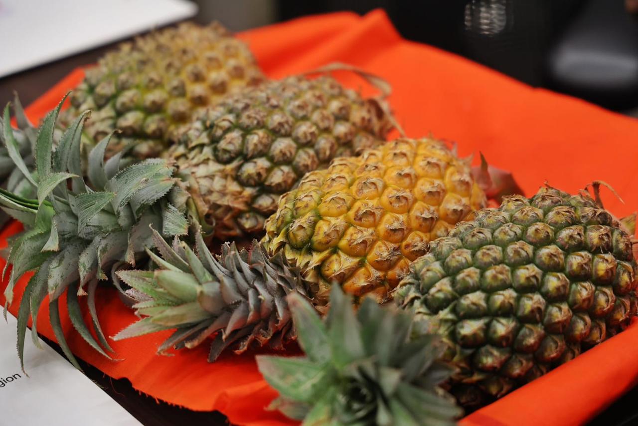 Scindia Rolls Out ₹236 Crore ‘Mission Queen Pineapple’ to Turn Tripura ...
